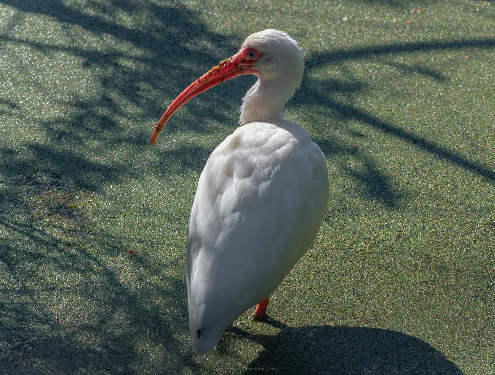 American White Ibis (Eudocimus albus). | Scrolller