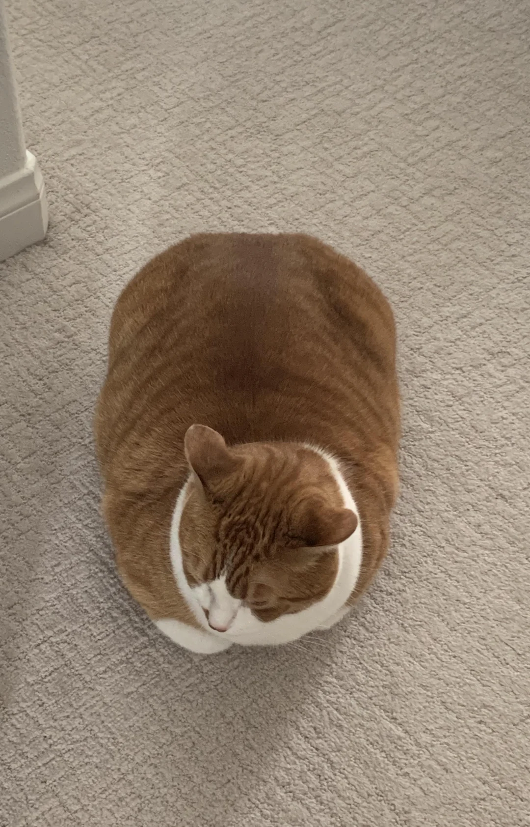 Very chonky loaf | Scrolller