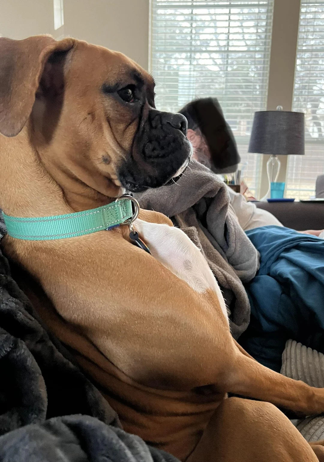 Just hanging on the couch, watching a movie…totally normal dog behavior | Scrolller