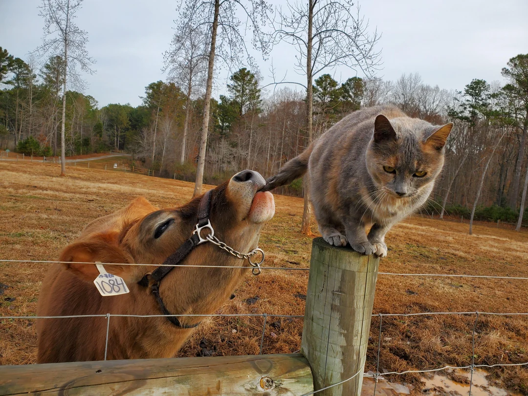 cattails | Scrolller