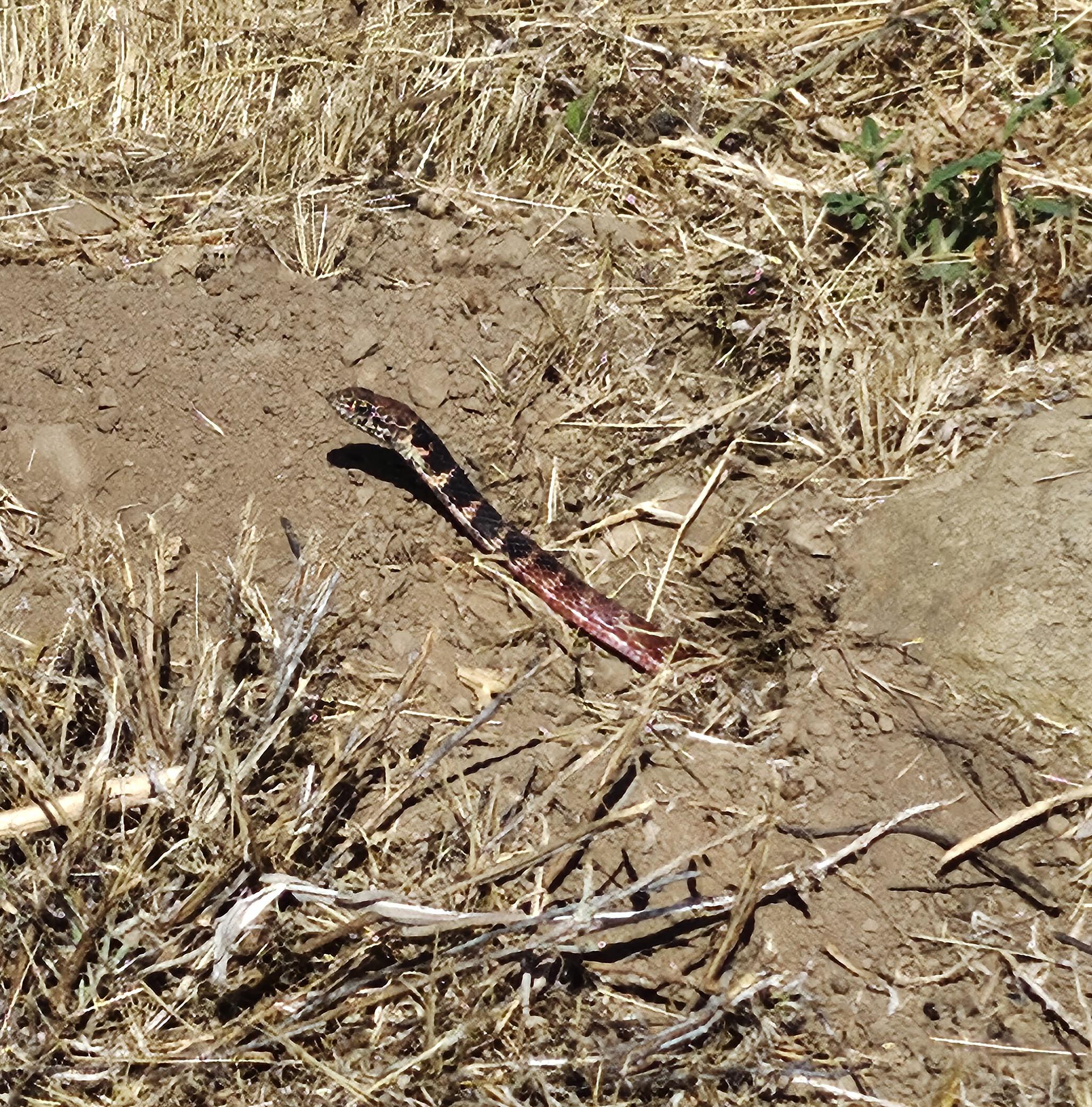 Red racer peaking his head out. Don't see these too often on my property. | Scrolller