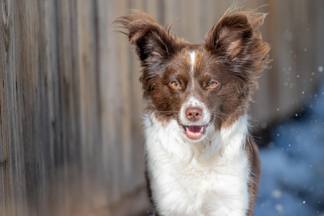 10 lbs of destruction, Birdie | Scrolller