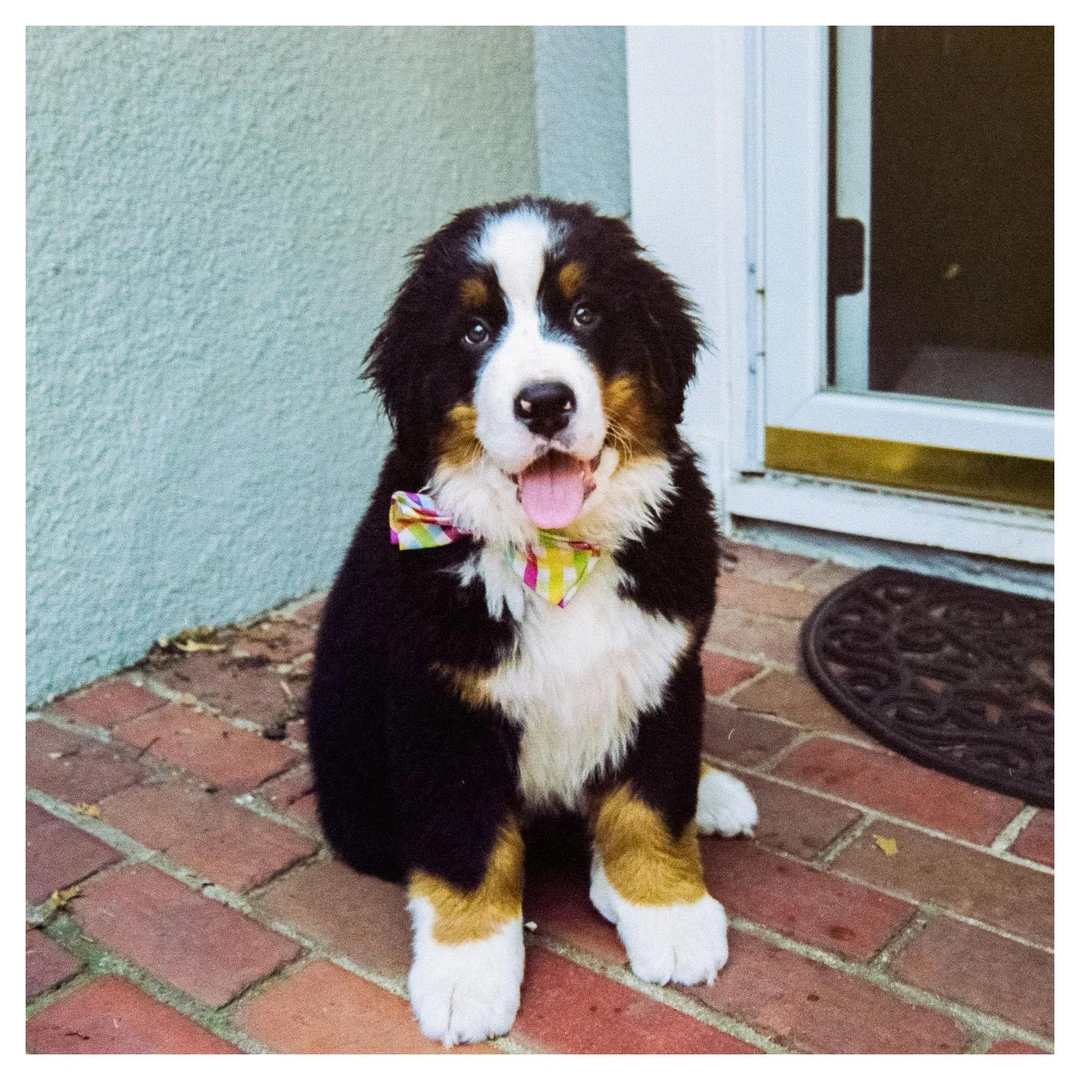 Gus the Bernese Mountain Pup | Scrolller