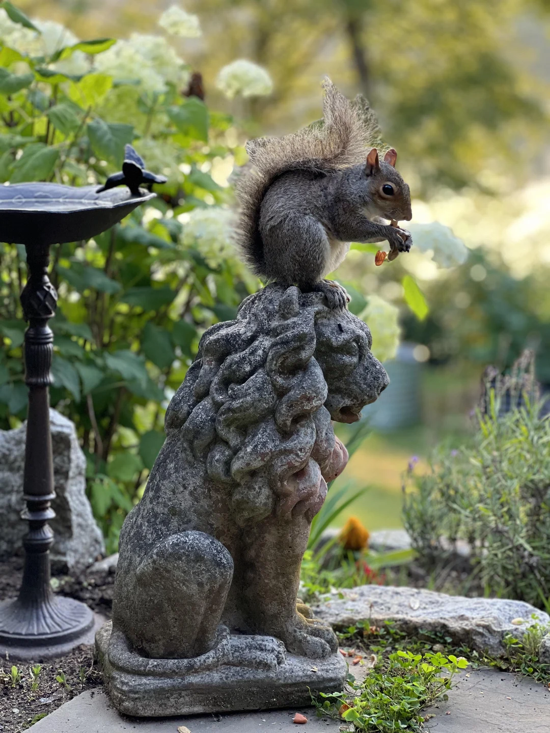 Chip getting better | Scrolller