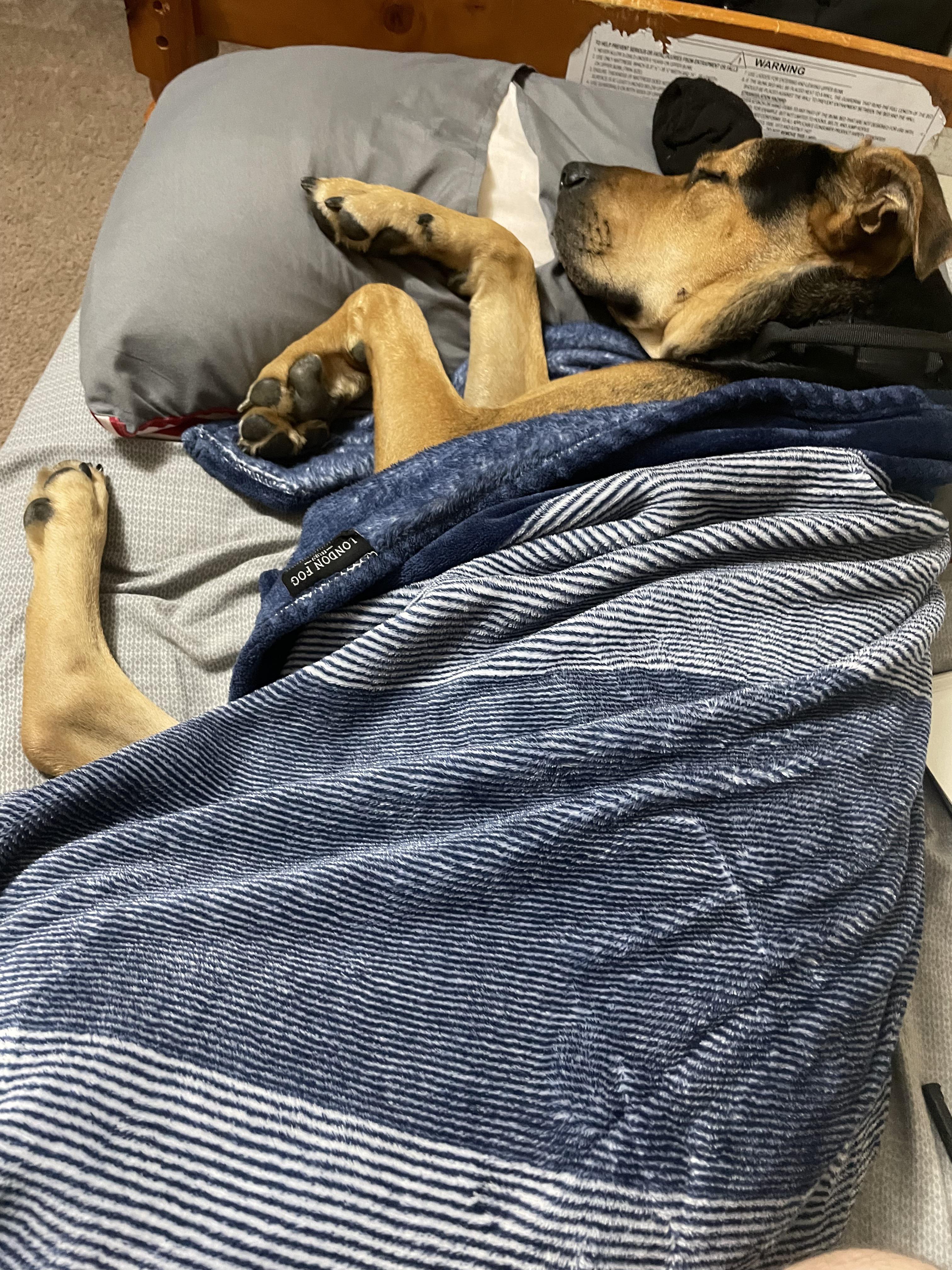 Sleepy boi | Scrolller