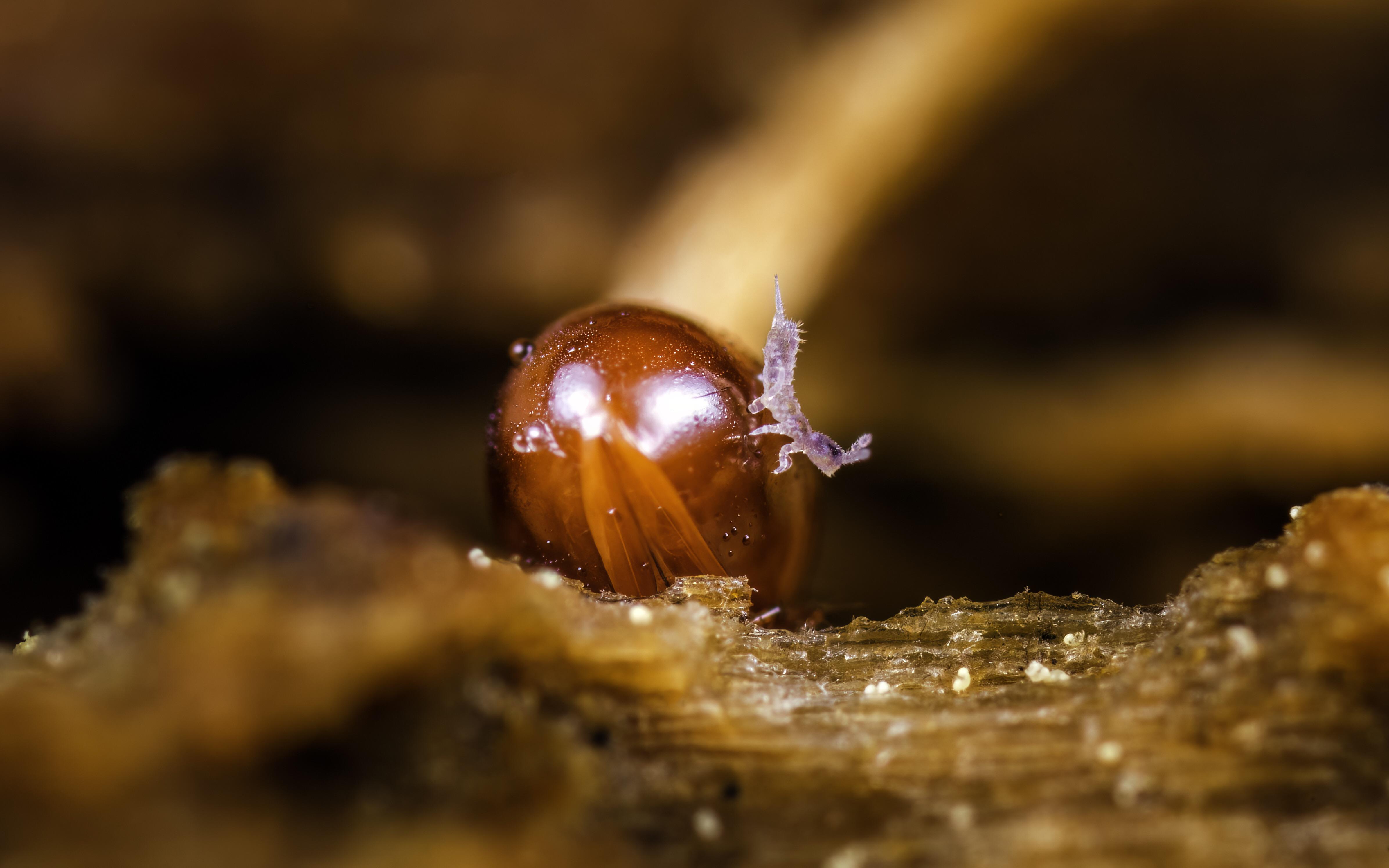 Oribatid mite with a springtail hitchhiker | Scrolller