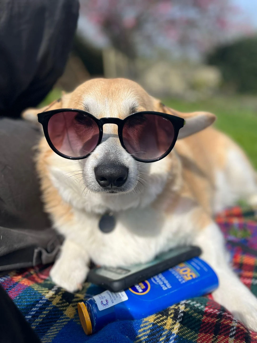 Basic corgi | Scrolller