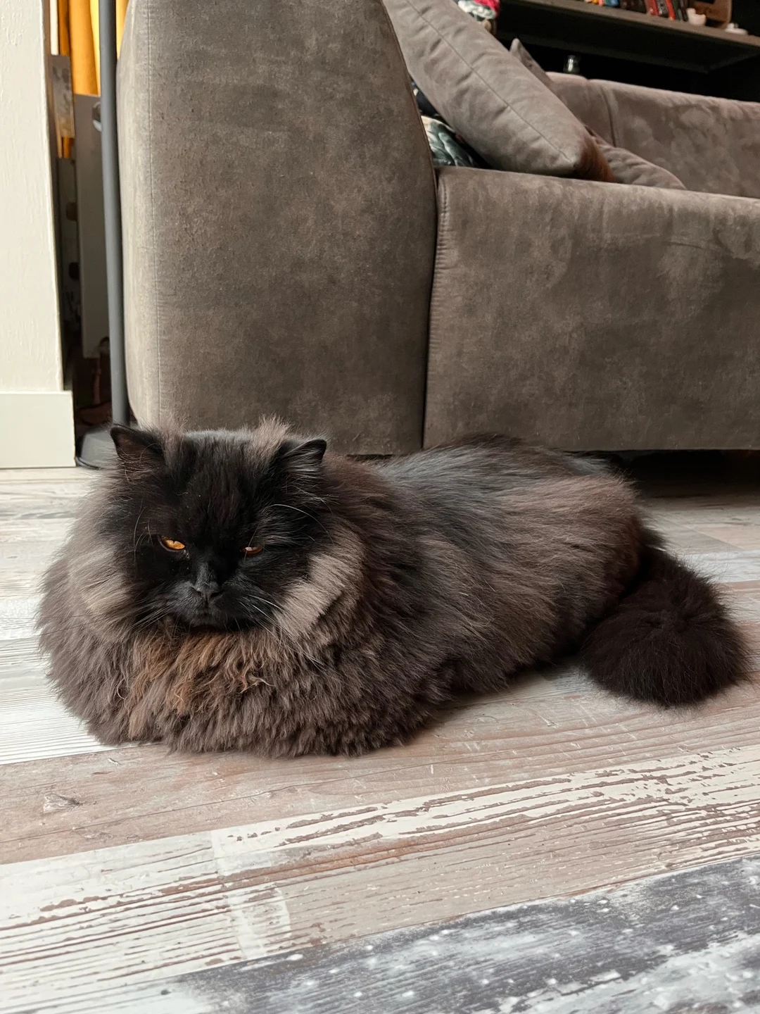 Scrooge Mc Loaf Scrolller