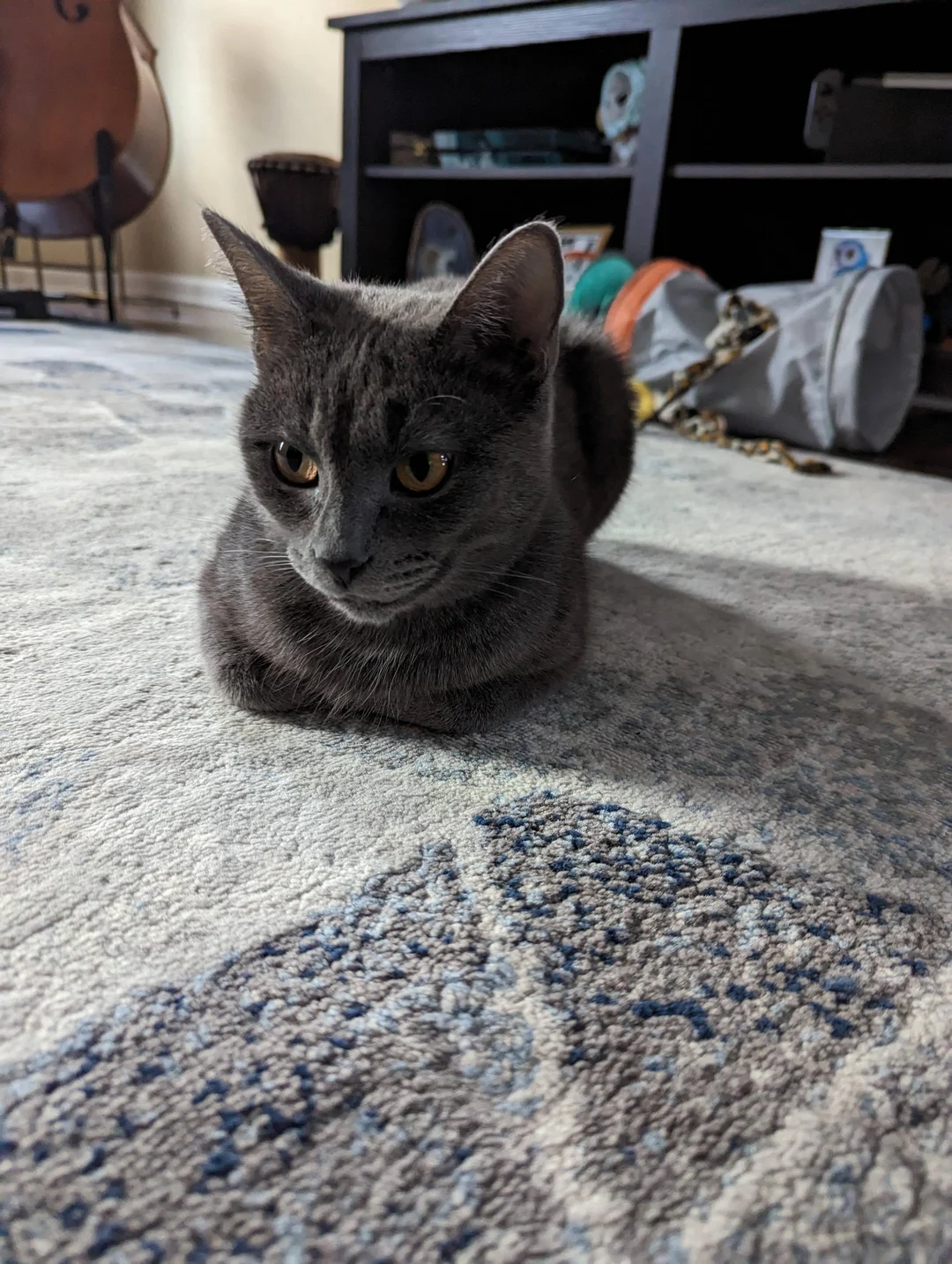 New family member, already loafing | Scrolller