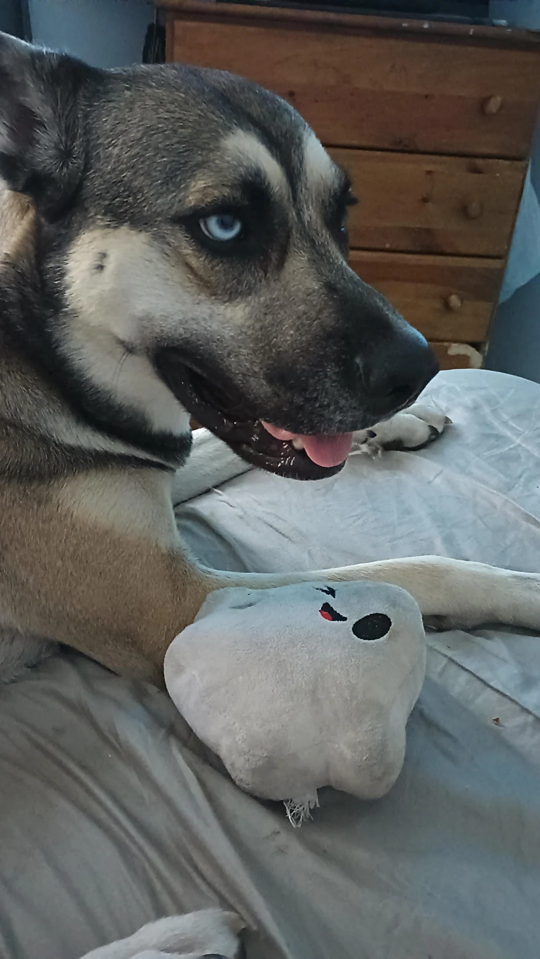 Luna love getting brushed | Scrolller