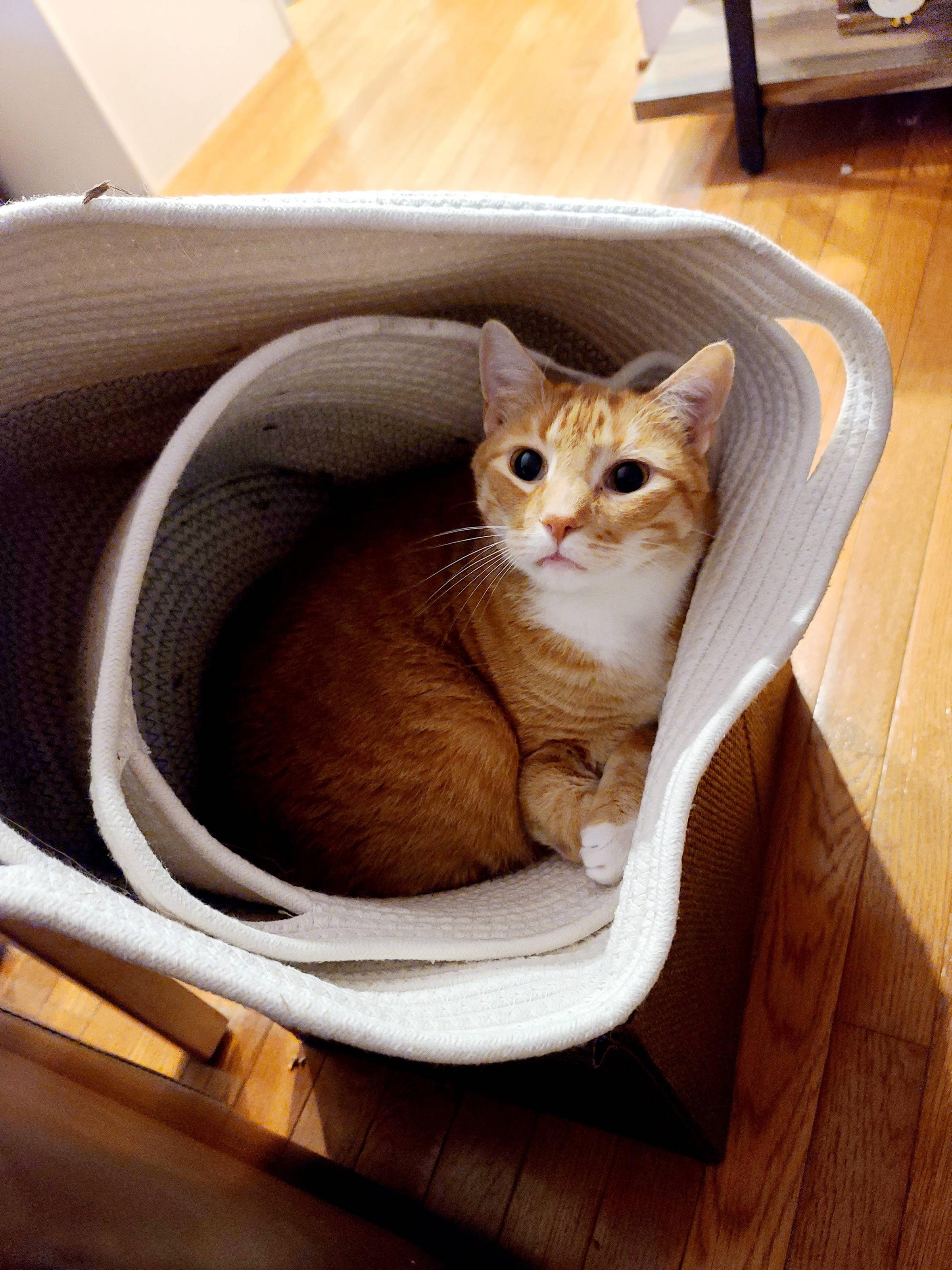 Little boy got caught | Scrolller