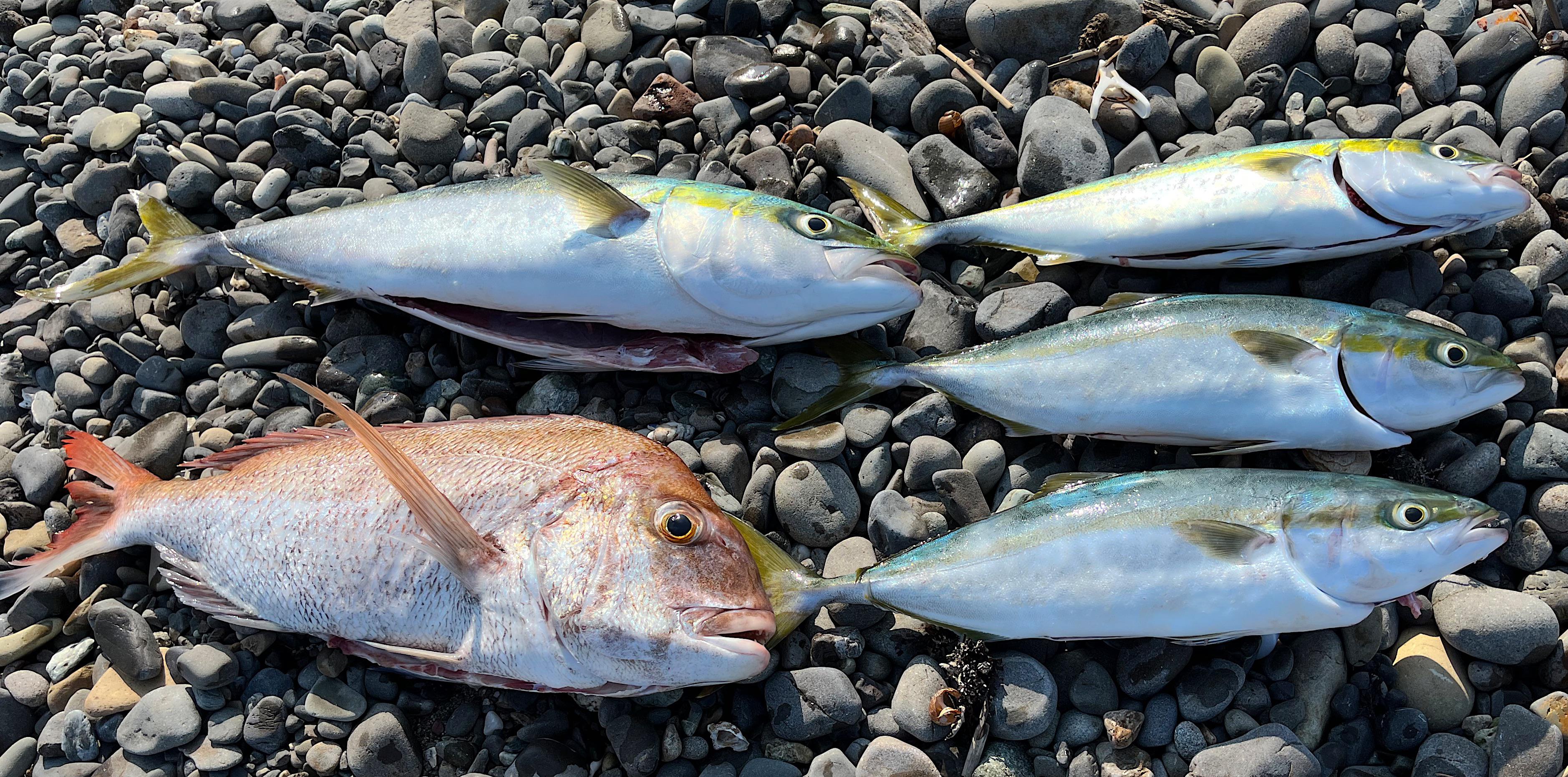 Red Snapper and a few Japanese Amberjack | Scrolller