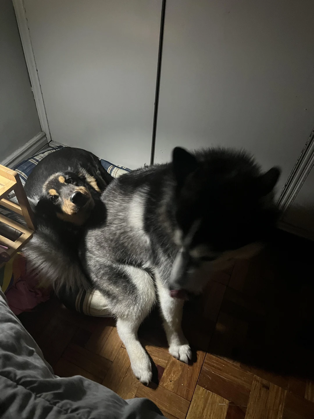 Discover more like Husky: Yeah, not being an invasive jerk at all… and Related Content | Scrolller