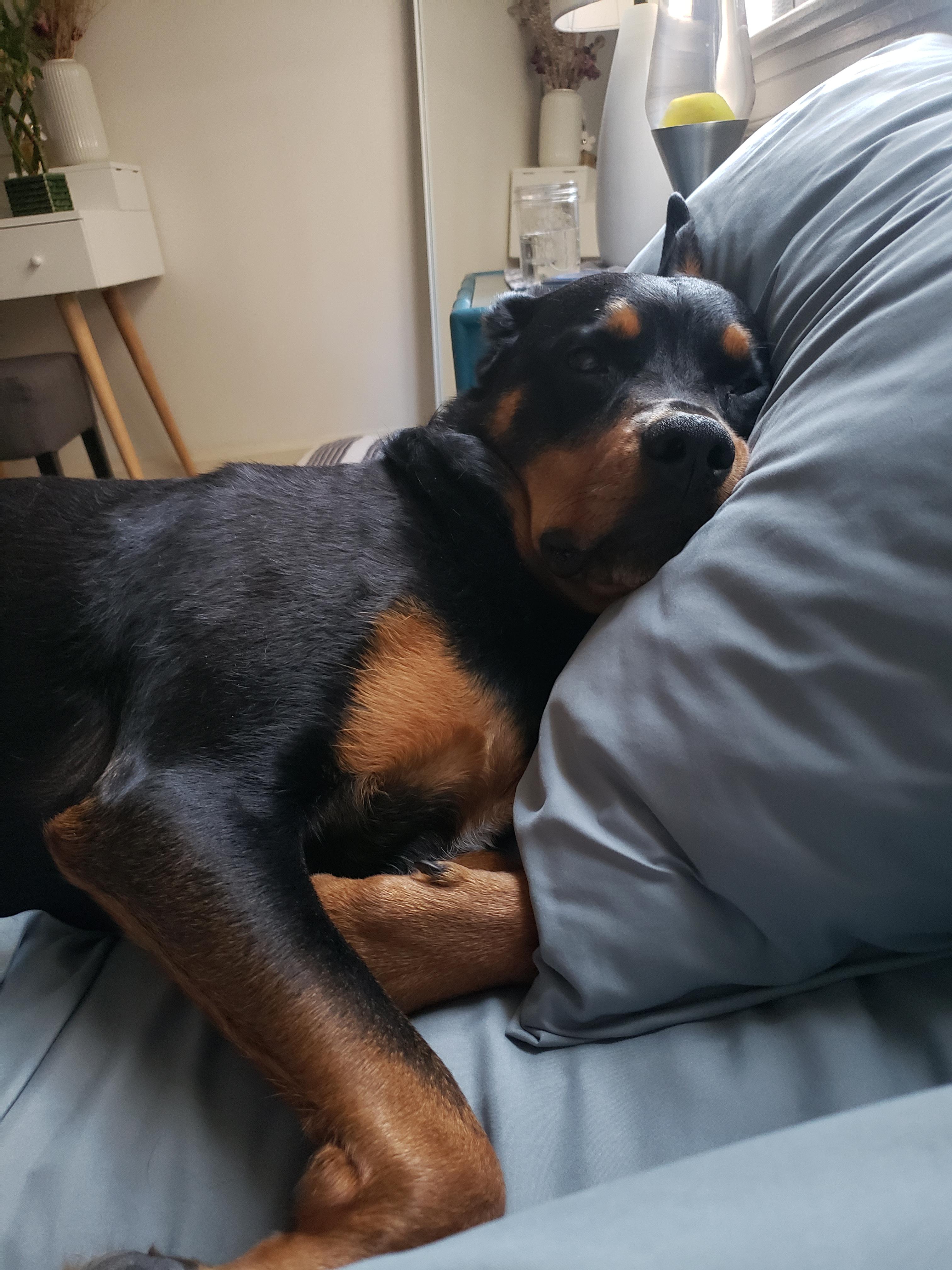 Creature Comforts | Scrolller