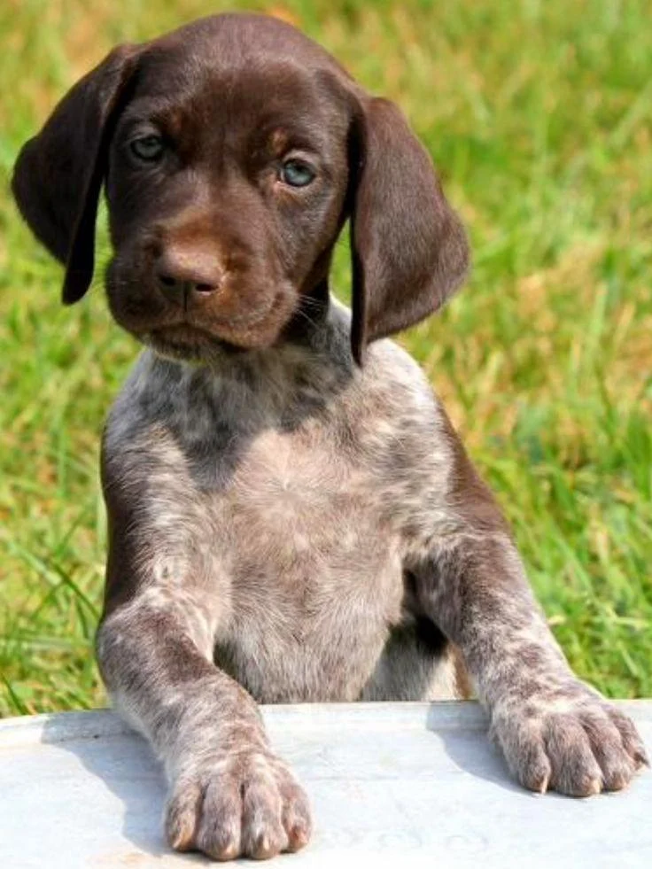 This Cute German Short-Haired Pointer Pup 🐶 | Scrolller