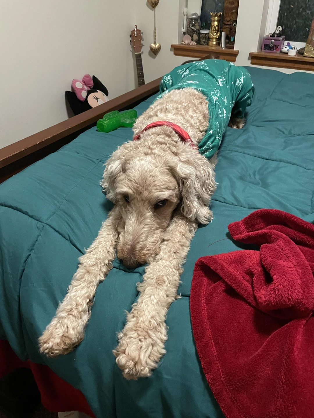 I call it “reverse sploot” | Scrolller