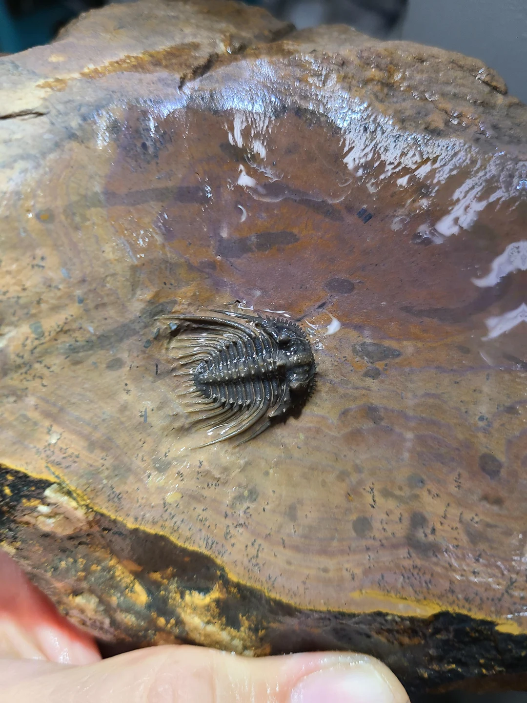 preparation of a really colorful Leonaspis Trilobite full sequence in comments. | Scrolller