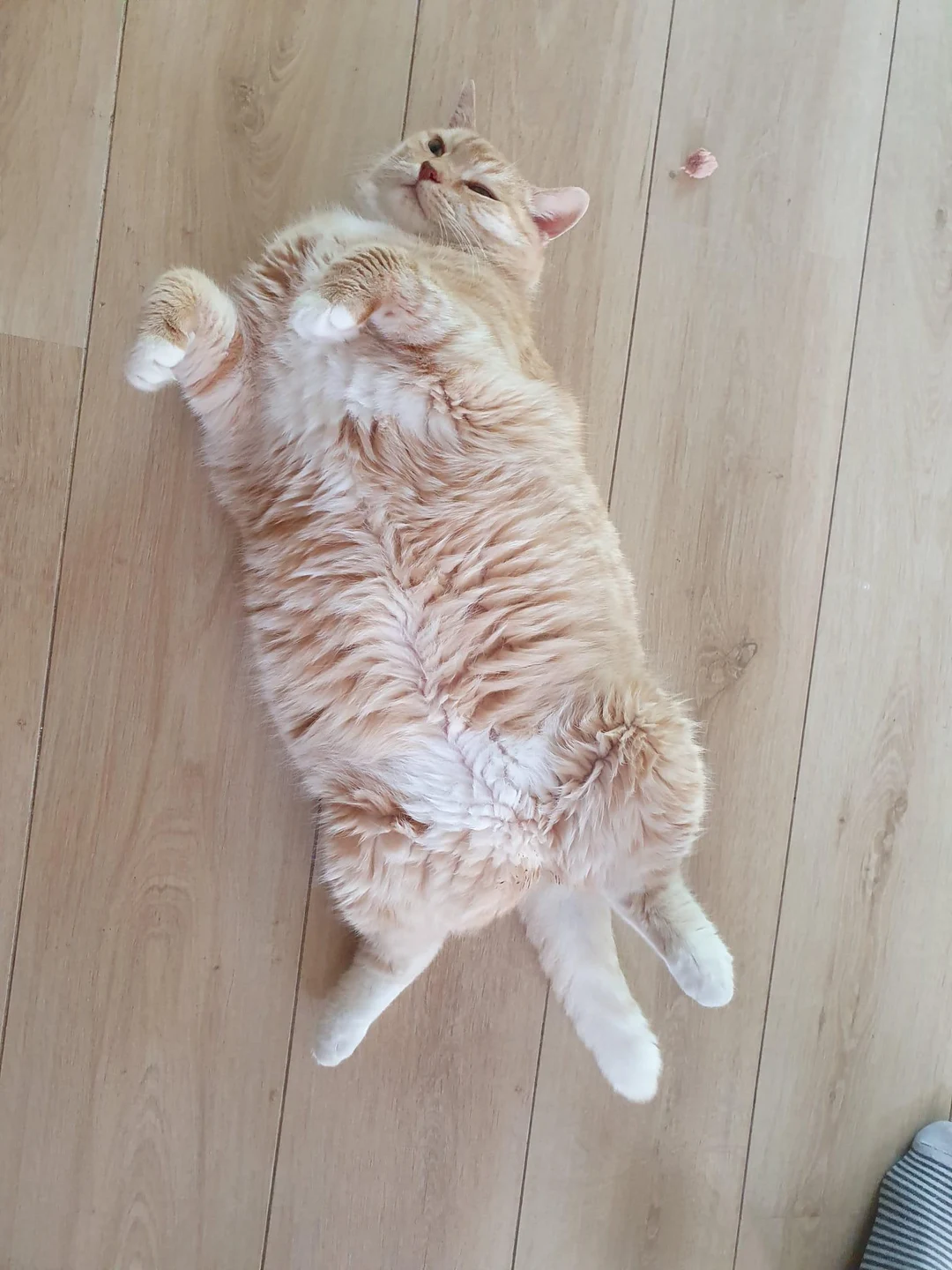 Real chonker | Scrolller