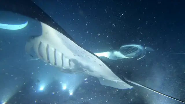 The famous Kona manta ray dive (Hawaii) - we saw 21 (!) of them (GoPro 7, minimal processing ...