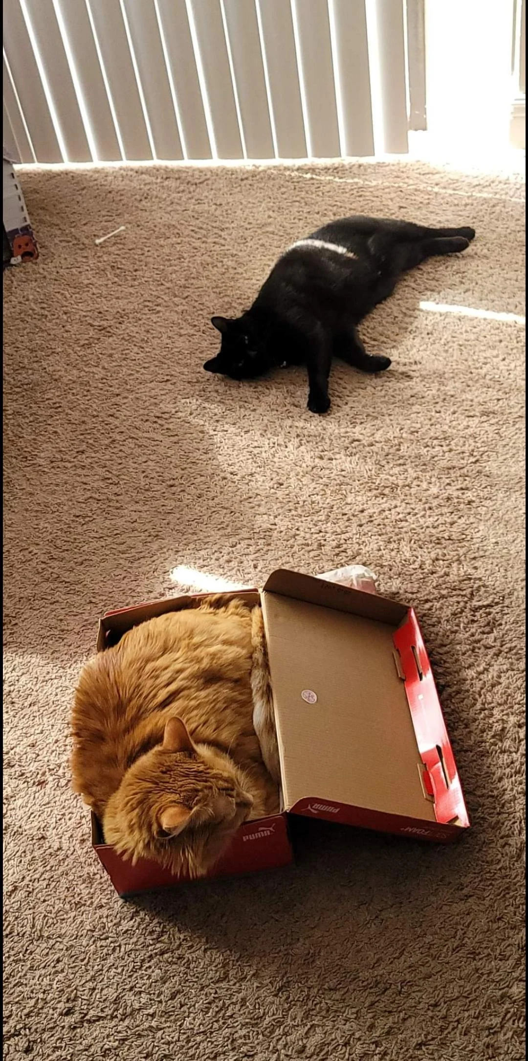 The classic trap | Scrolller