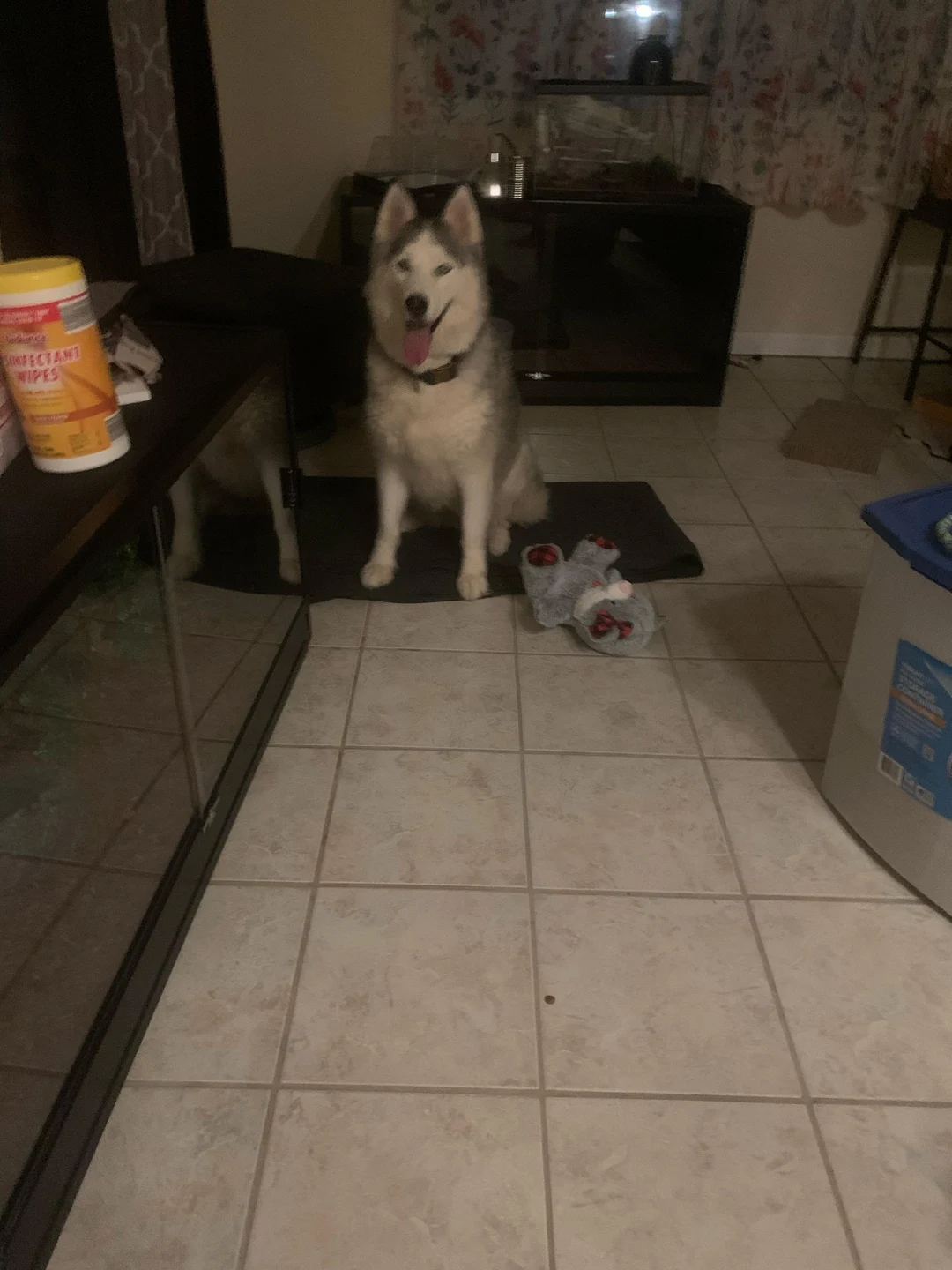 Got my husky | Scrolller