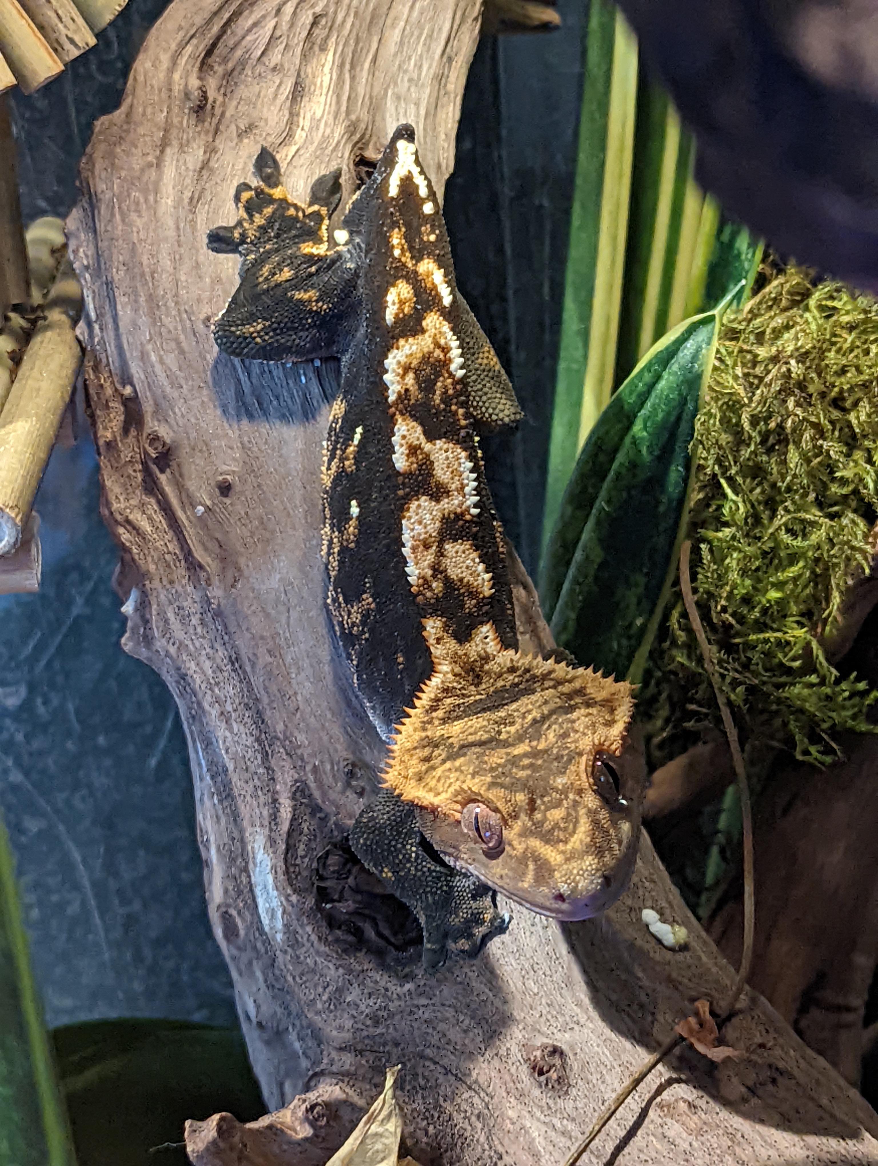 Dobby on the Hunt! | Scrolller