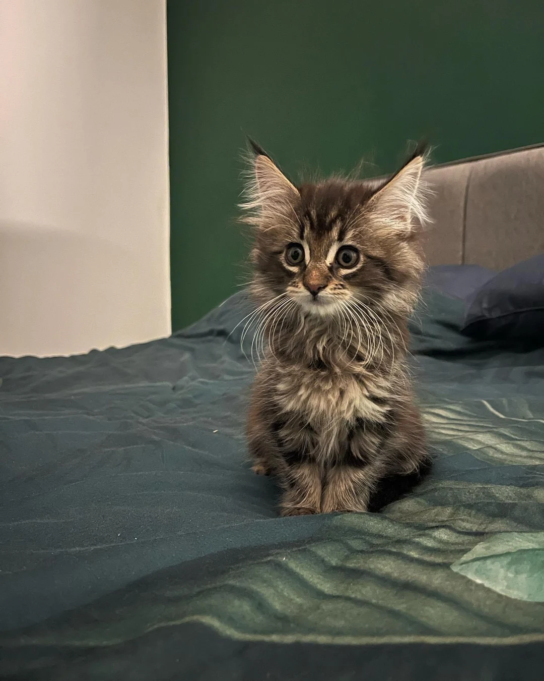 Meet Alaska! | Scrolller