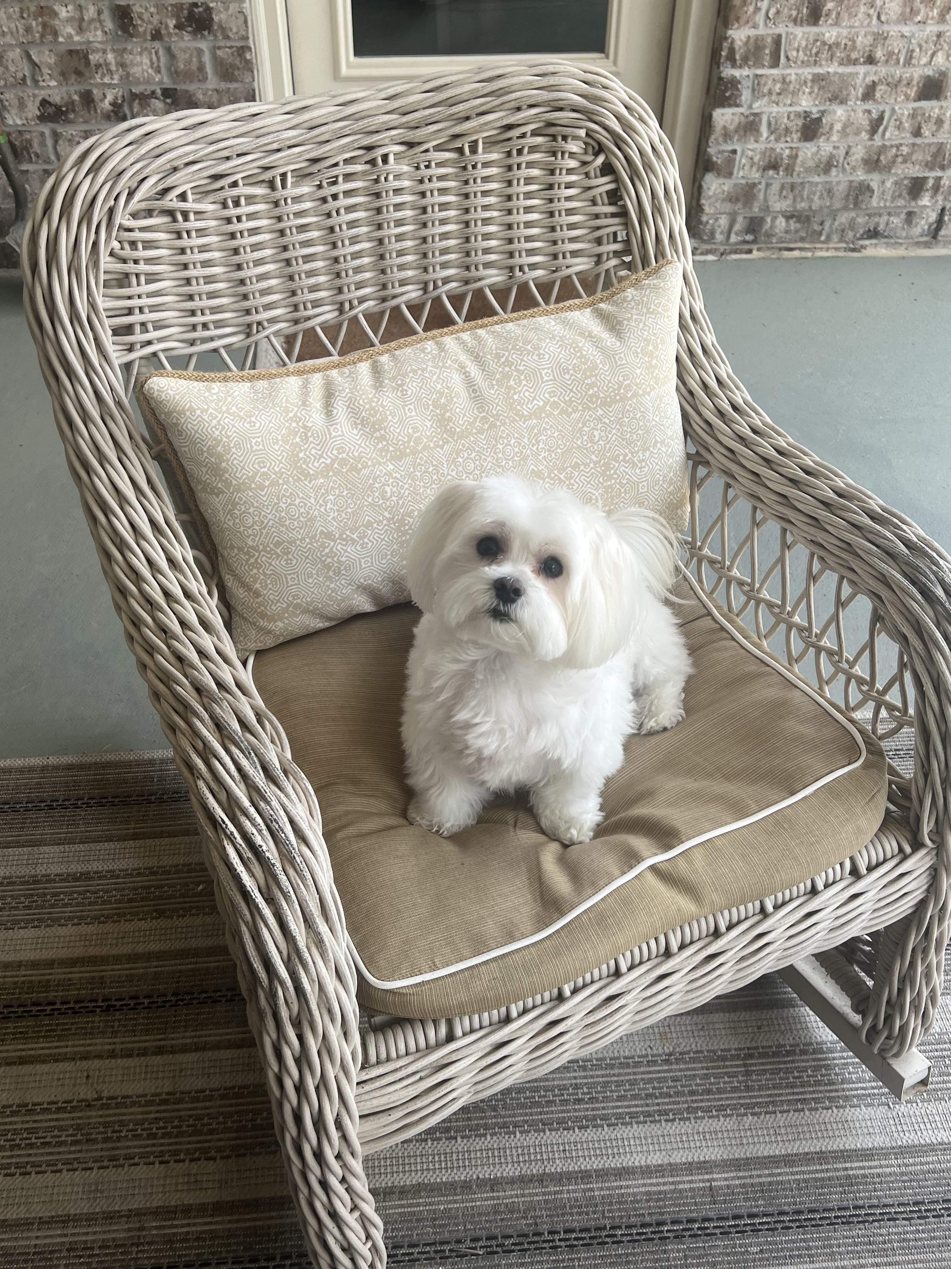 Hi Group Meet Bentley Scrolller