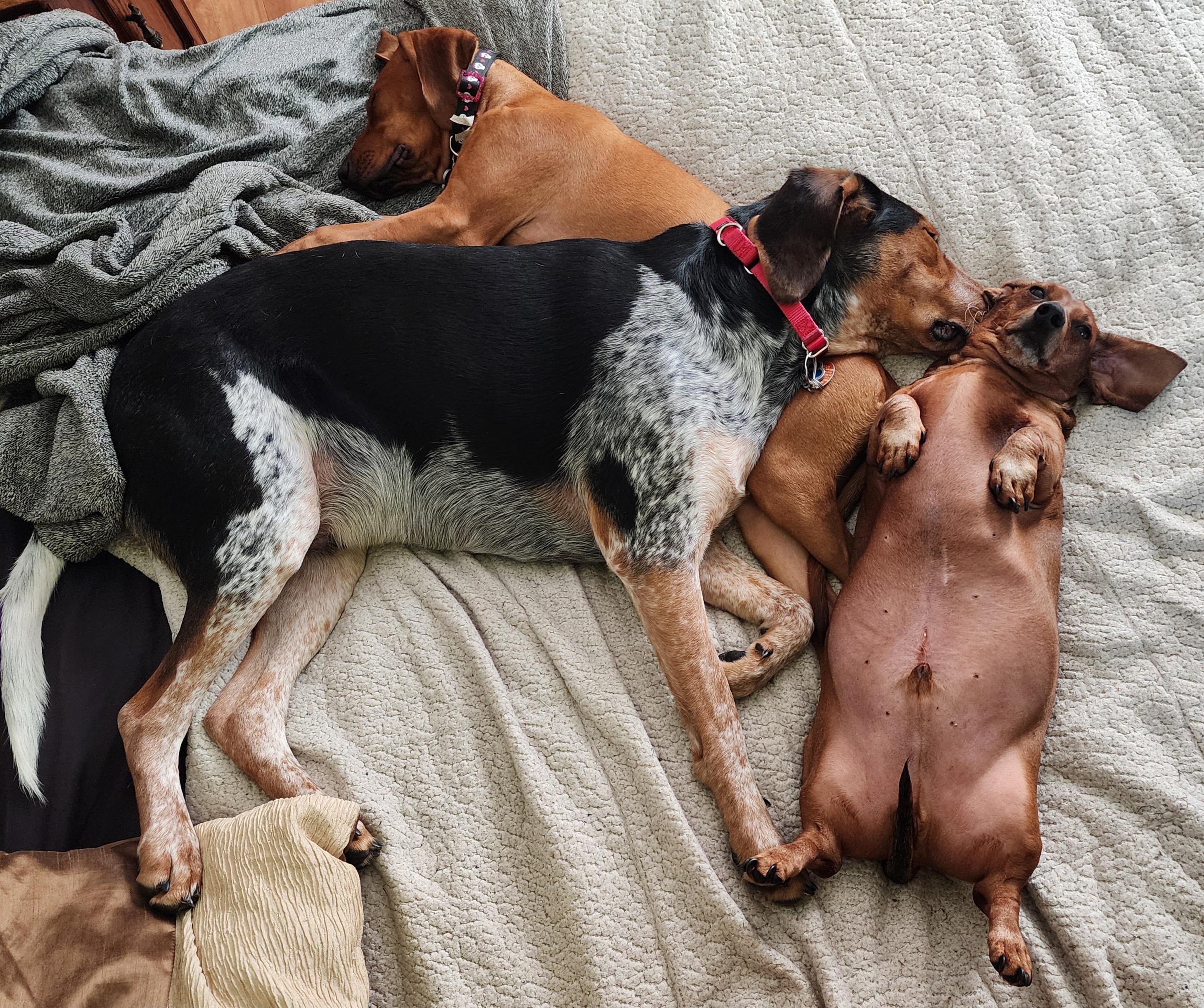 Hounds off duty | Scrolller