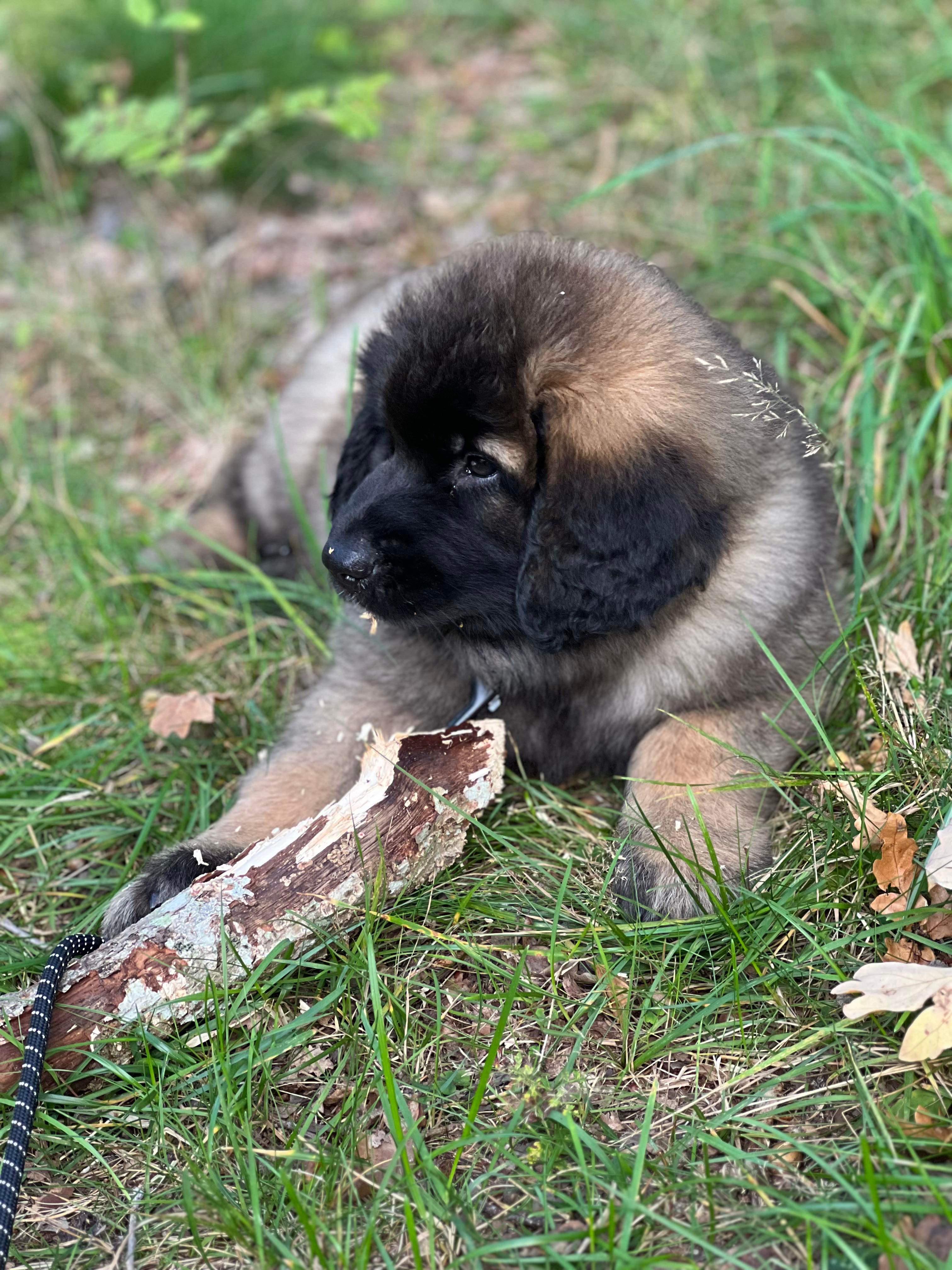 Say hello to our lil pup! | Scrolller