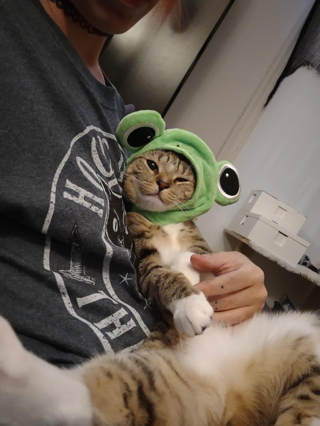 is not froggy, iz catto | Scrolller