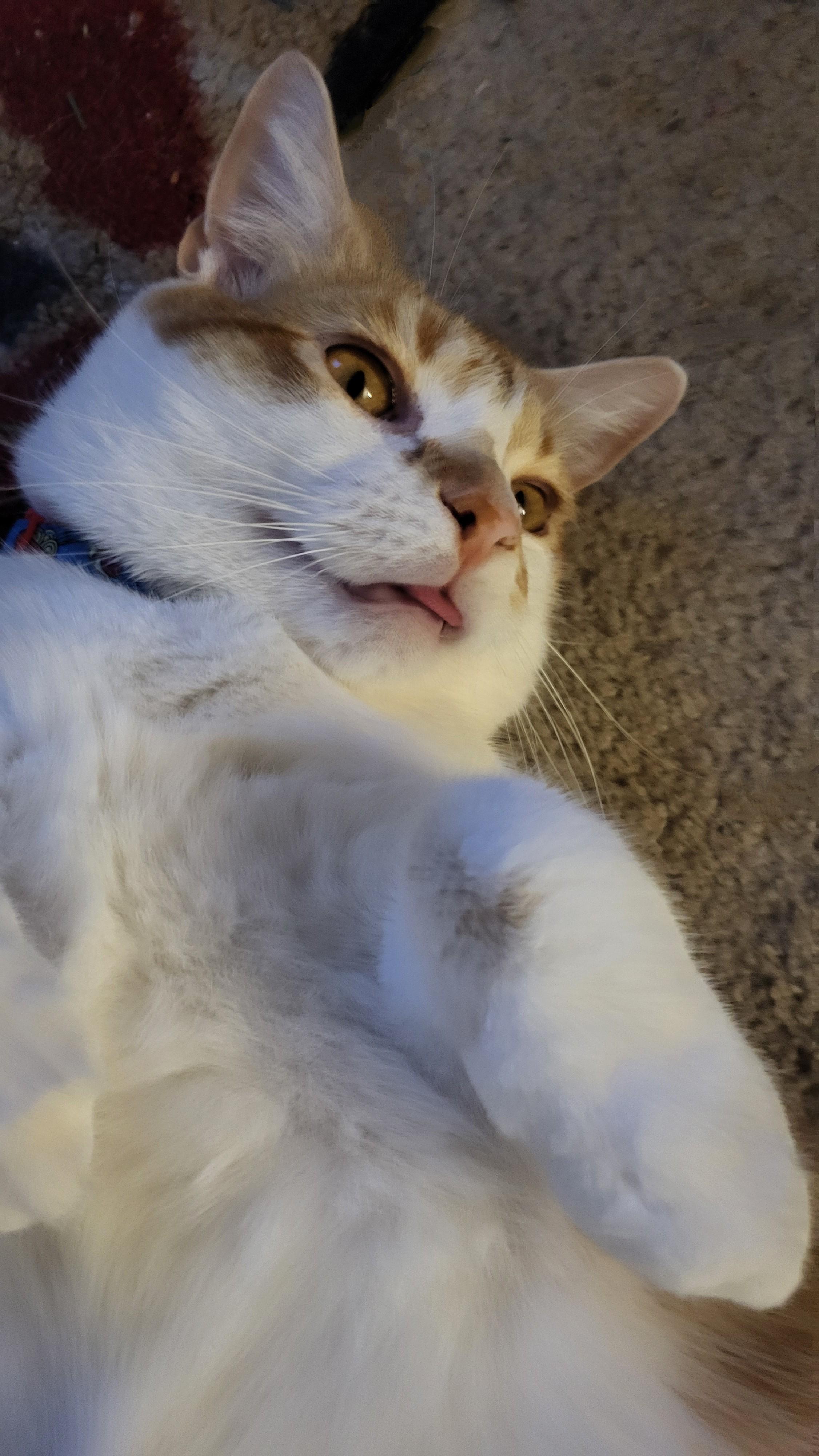 1 year old, my first Blep | Scrolller