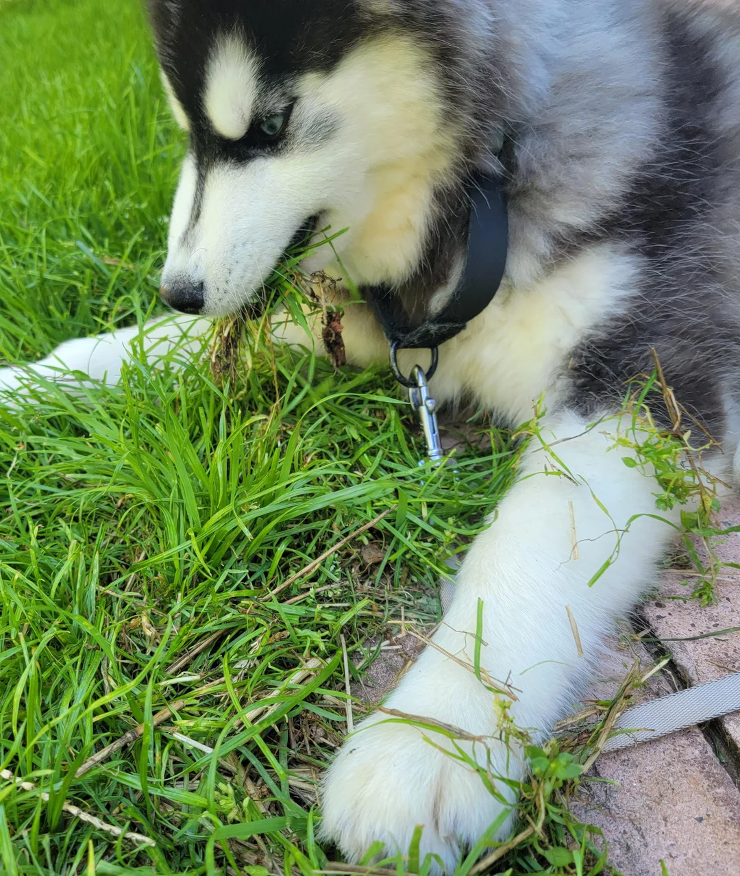 Husky. Salad. Good. | Scrolller