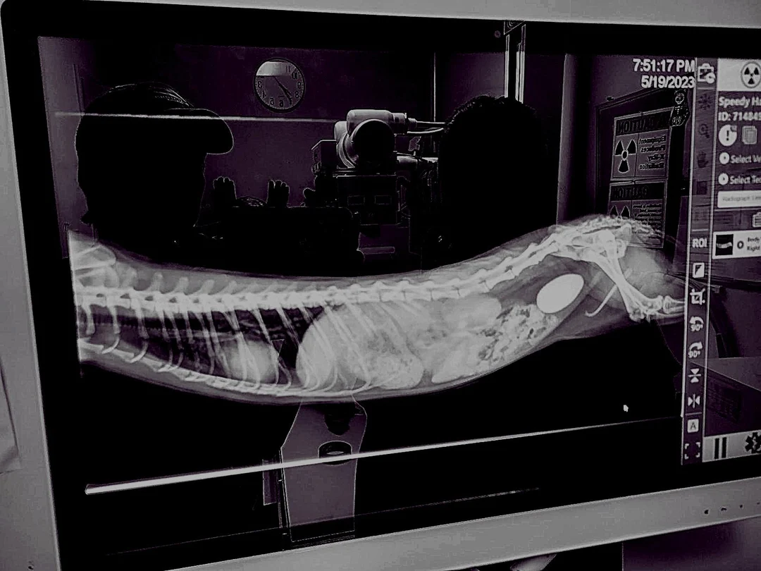 Buddy has bladder stone | Scrolller