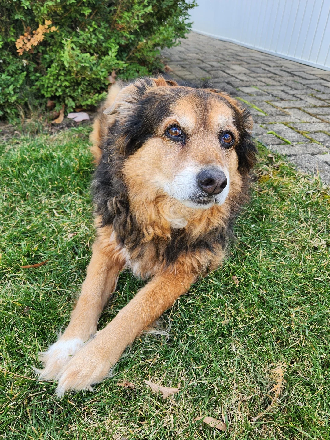 A daily picture of Peanut the dog - Day 937 | Scrolller