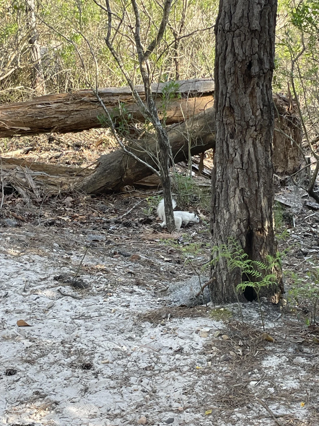 White squirrel spotted | Scrolller