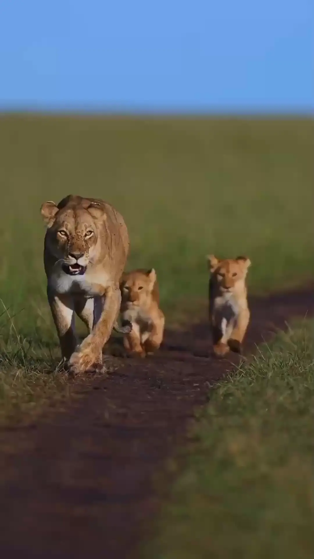 Family of Lions Walking in Sync | Scrolller