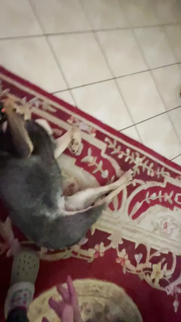 Fancy Feet Belly Rub | Scrolller