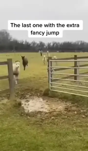 Fancy llamas | Scrolller