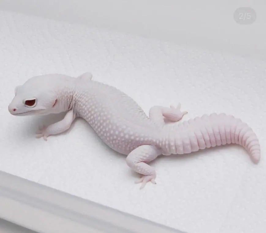 Fat-tailed gecko combos! | Scrolller