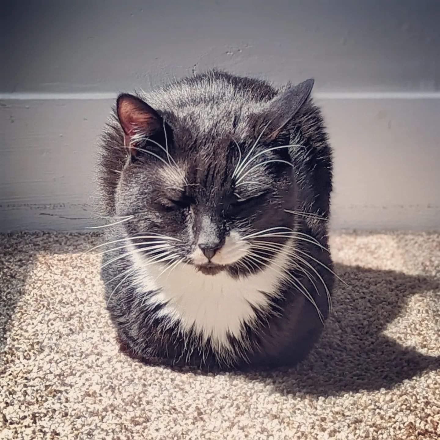[OC] Sunbeam loaf | Scrolller