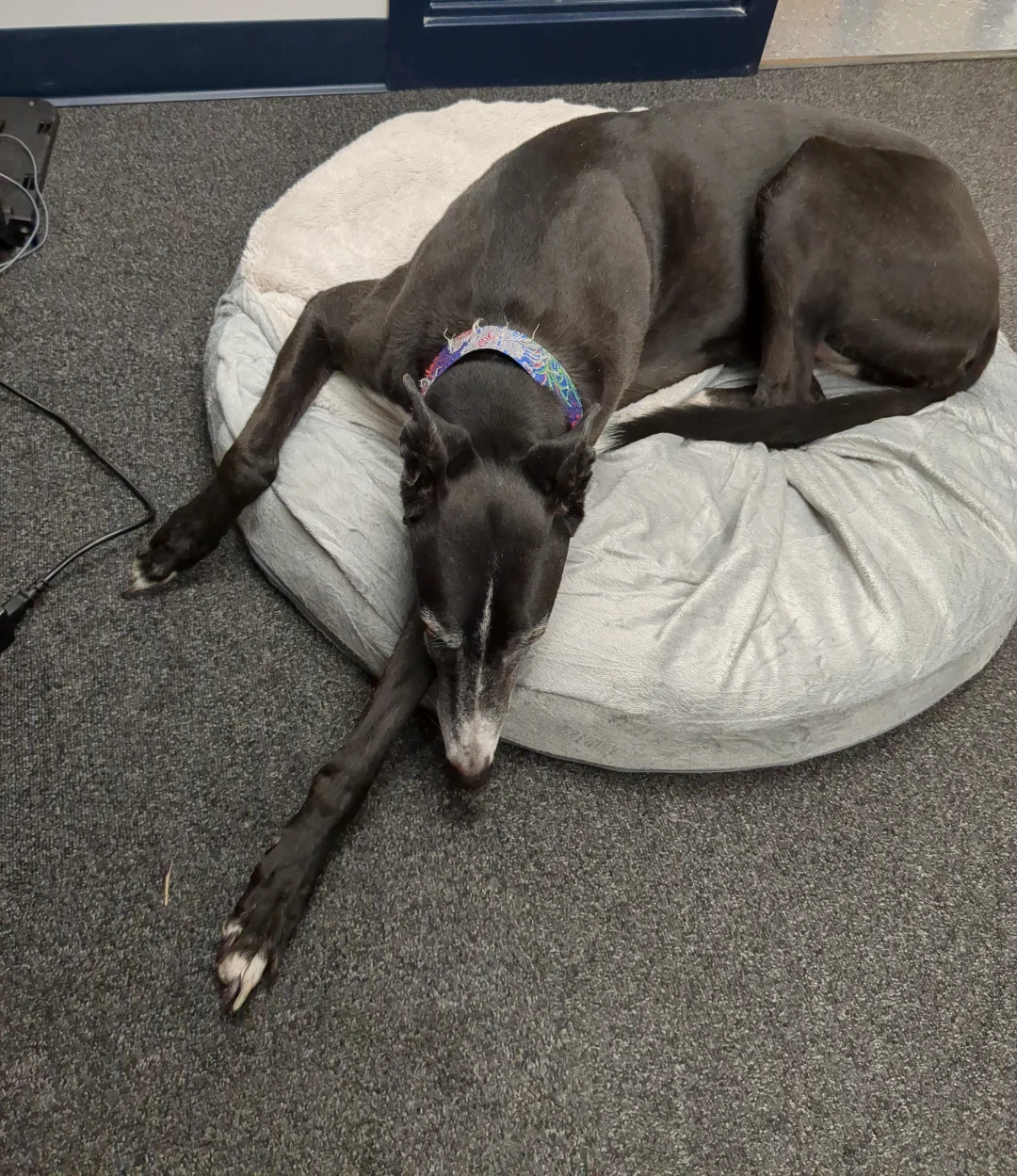 Greyhound at the office | Scrolller
