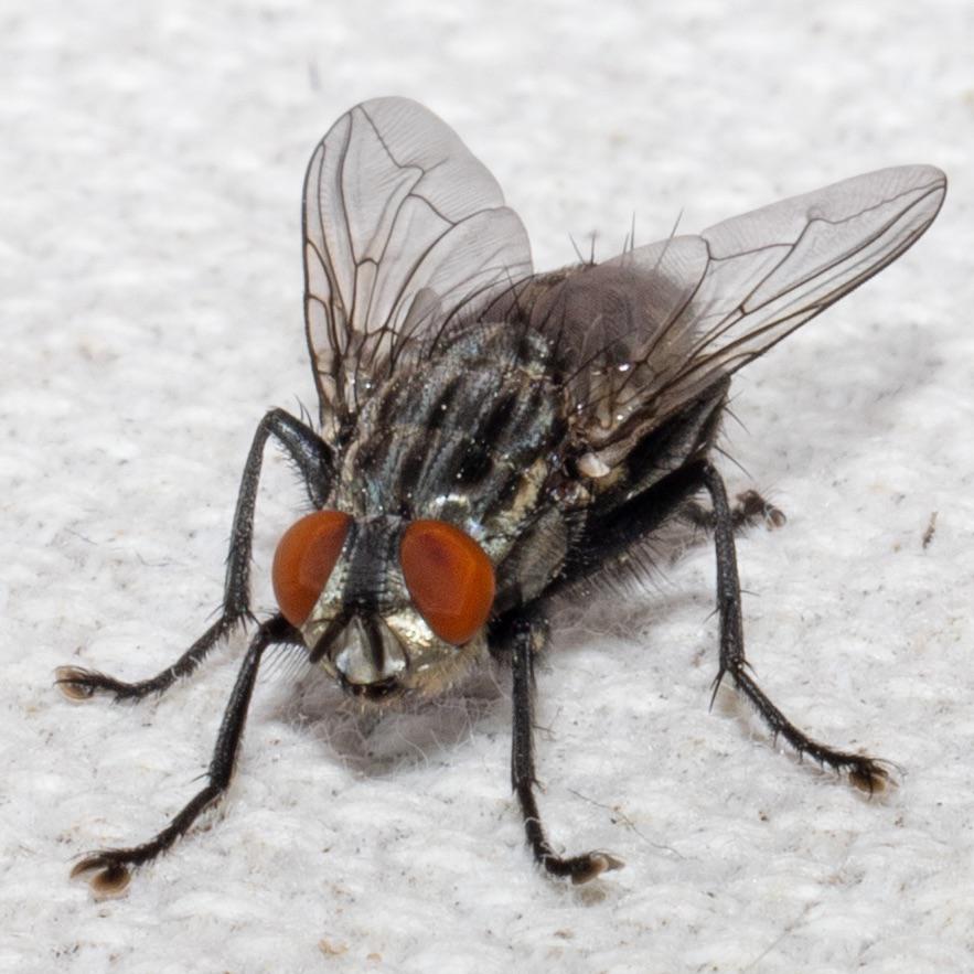 Sarcophaga carnaria - flesh fly | Scrolller