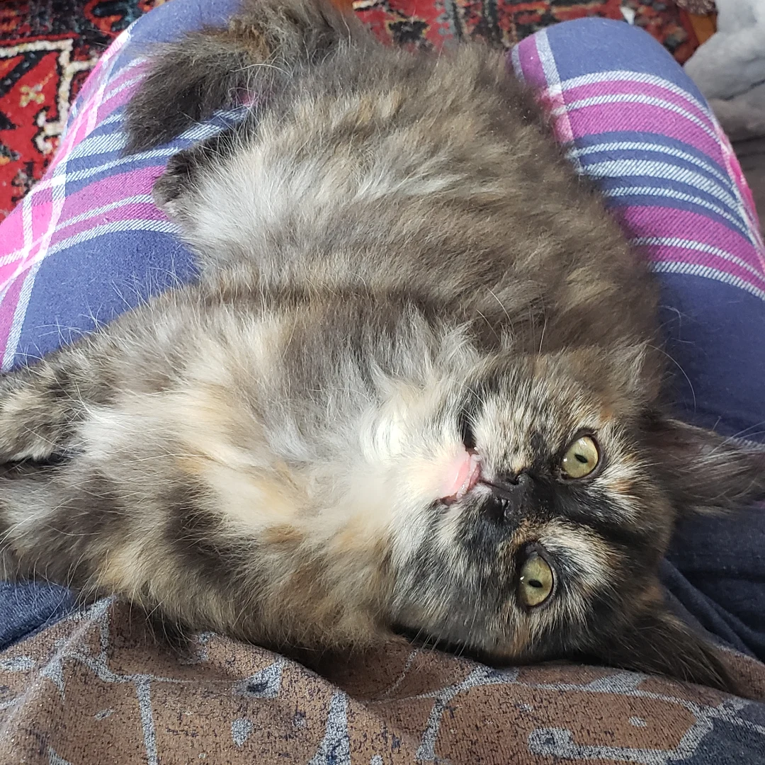 Phoenix loves the morning snuggles 💕 | Scrolller