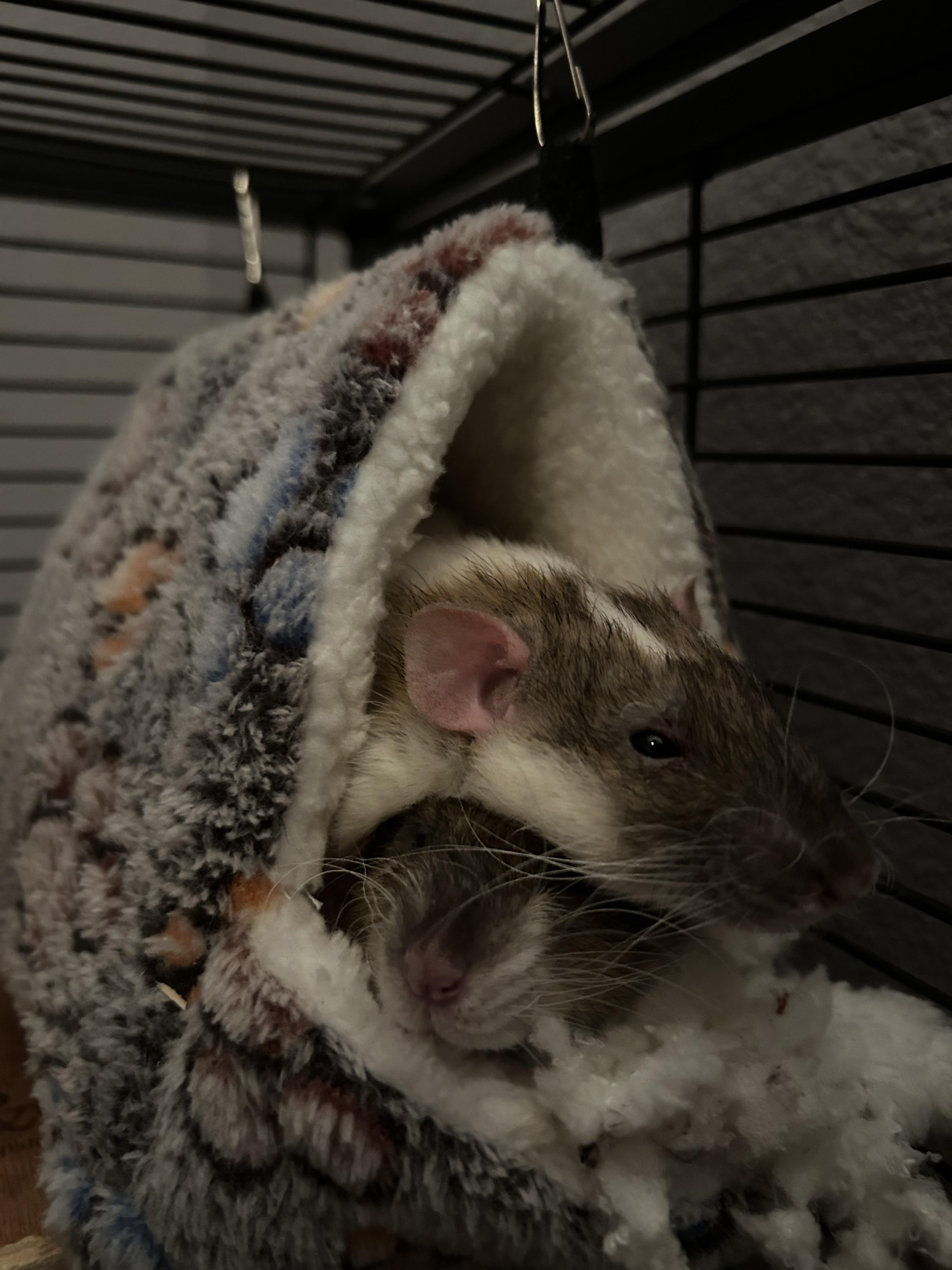 Discover more like RATS: Rat Pile! and Related Content | Scrolller