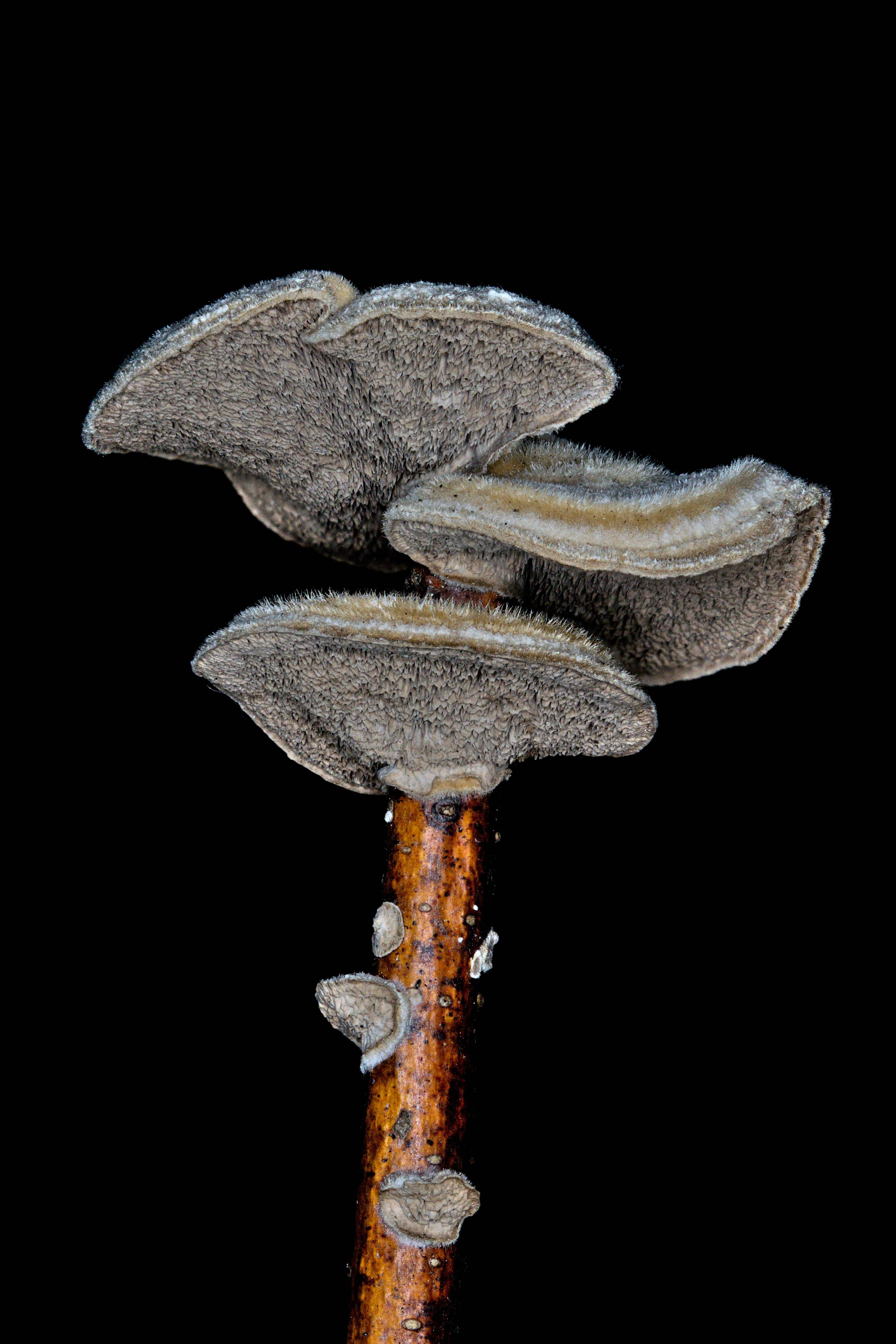 Just some mushrooms on a stick [OC] | Scrolller