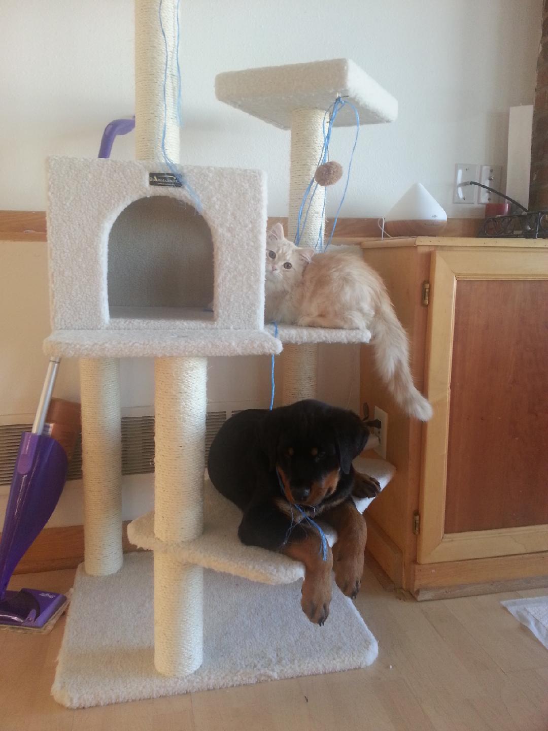 Really thinking Bruno would rather be a spoiled cat! | Scrolller