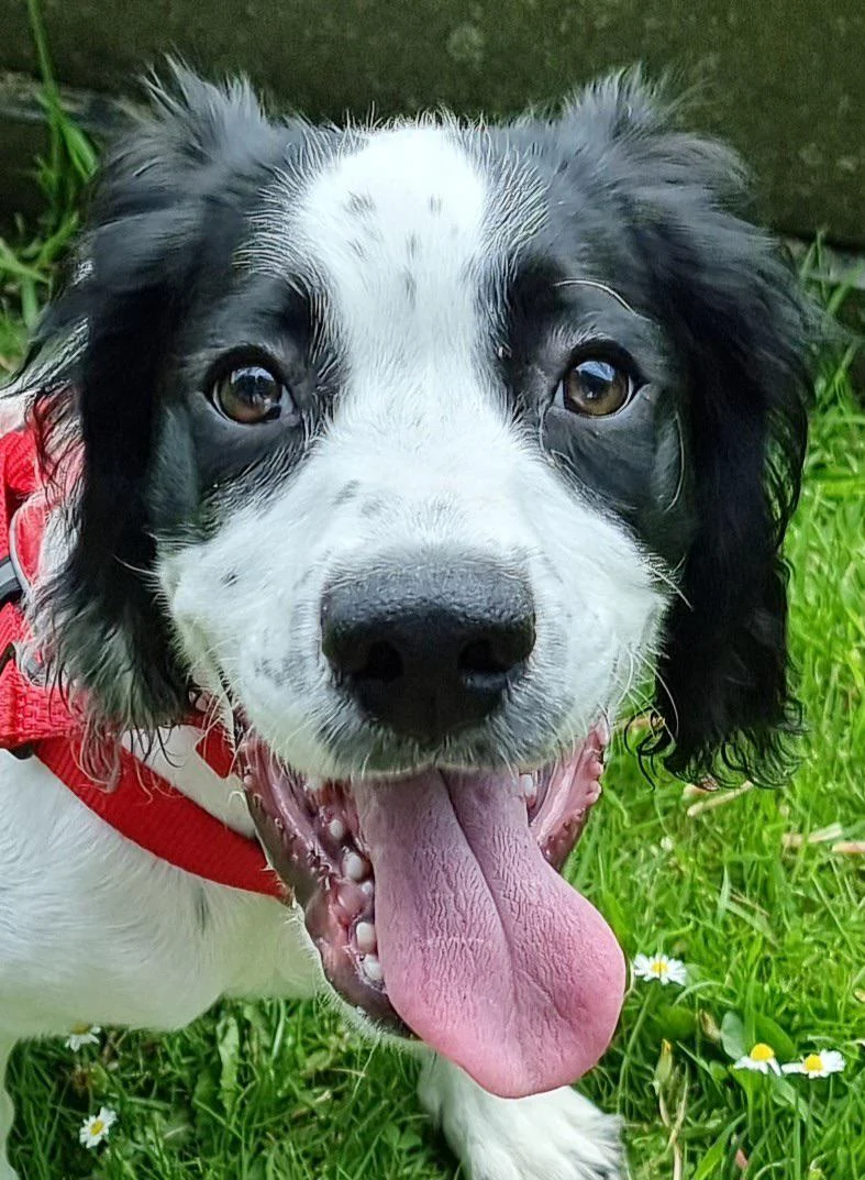 This is my little boy he’s a springer spaniel | Scrolller