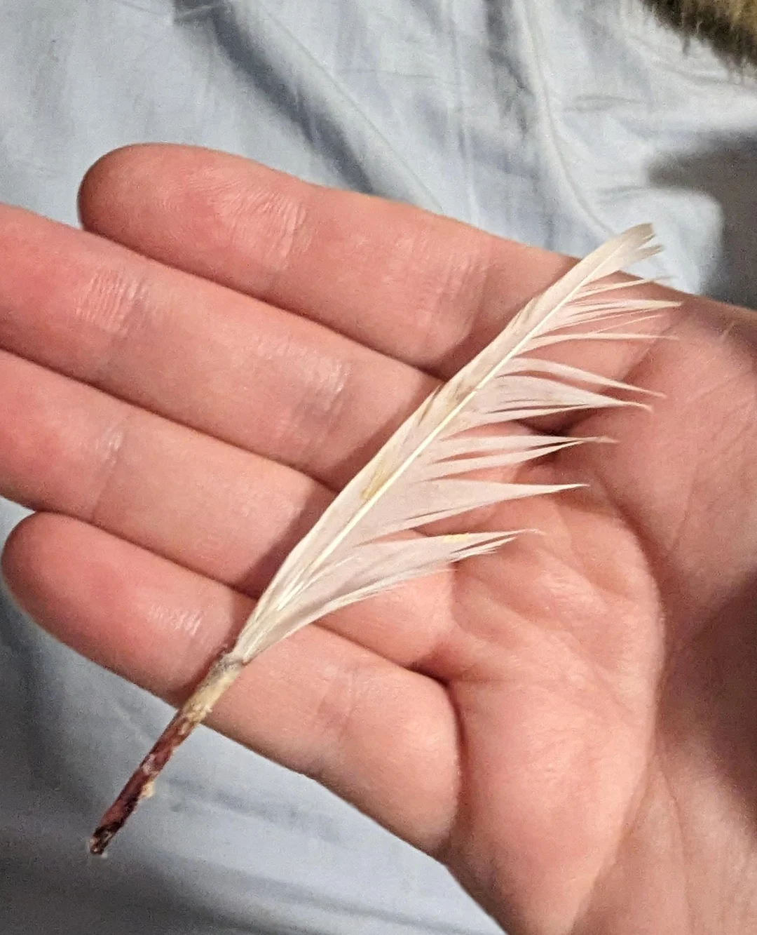 Why is this feather so odd looking? | Scrolller