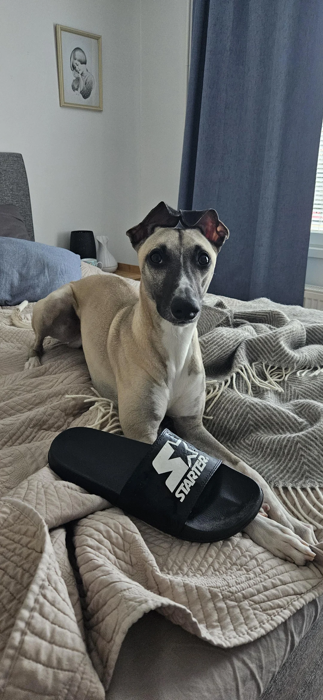 Facial expression of a whippet caught red handed | Scrolller